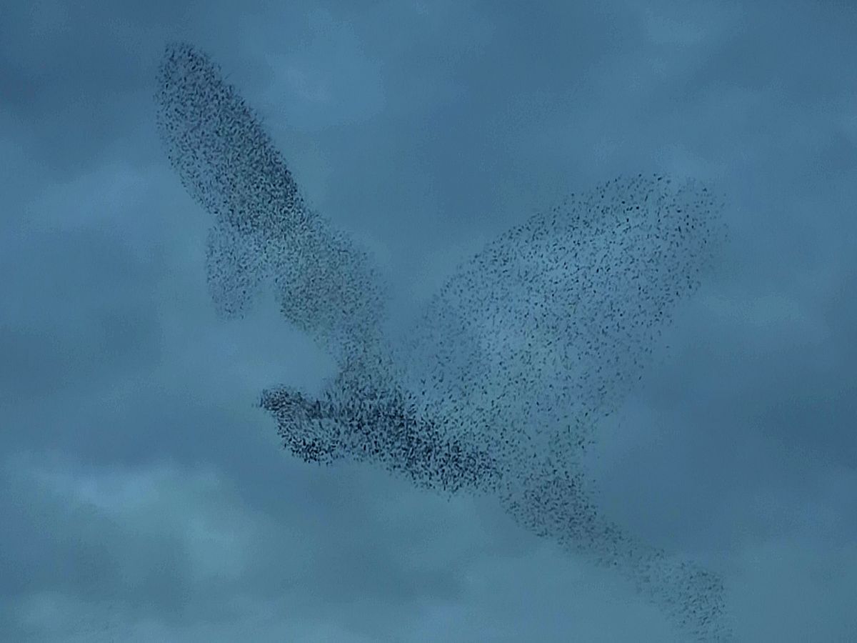 Nuées d'étourneaux